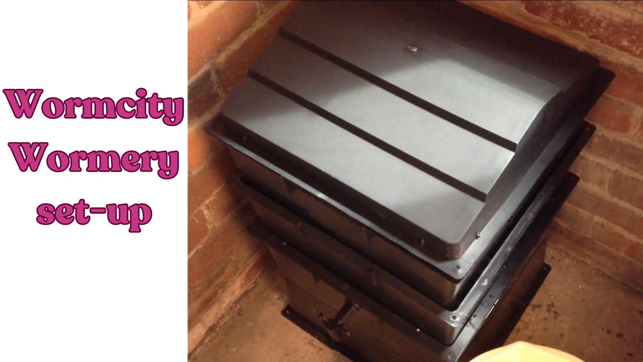 Wormcity Wormery unboxing - The No Dig Gardener