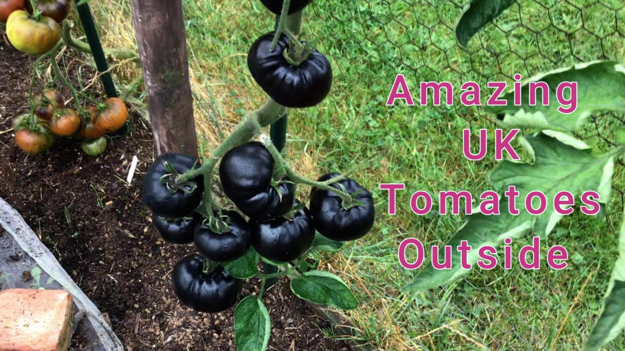 No Dig Gardening - Grow amazing tomatoes outside in the UK